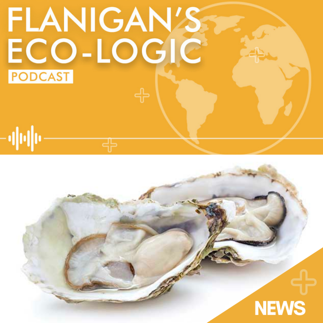 Vol.25 #3: Oyster Bay | EcoMotion